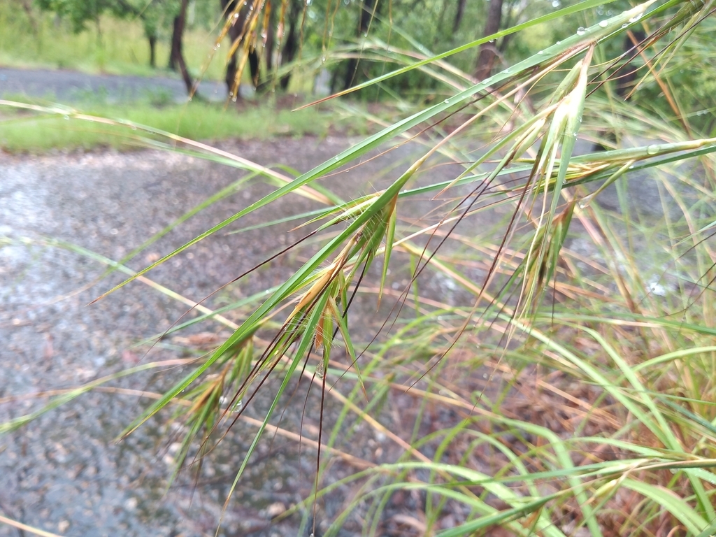 Grader Grass from Charles Darwin NT 0822, Australia on March 13, 2024 ...