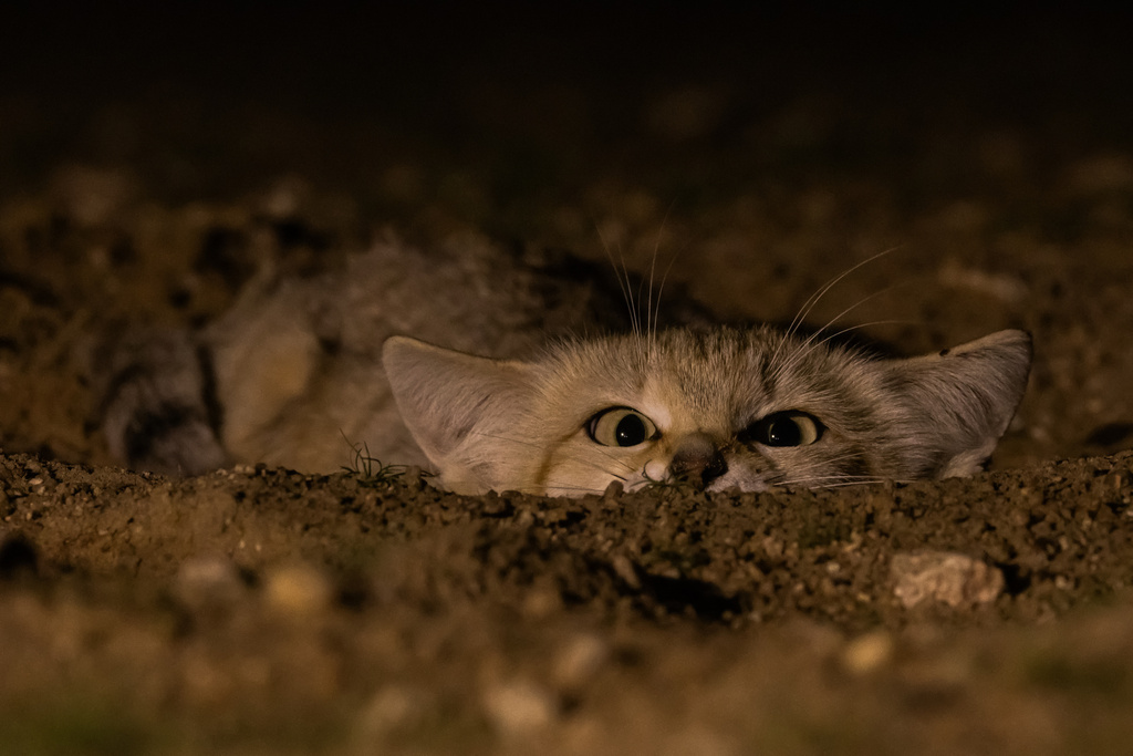 Sand Cat from Al Jahrah, KW on February 25, 2024 at 07:47 PM by boyahia ...