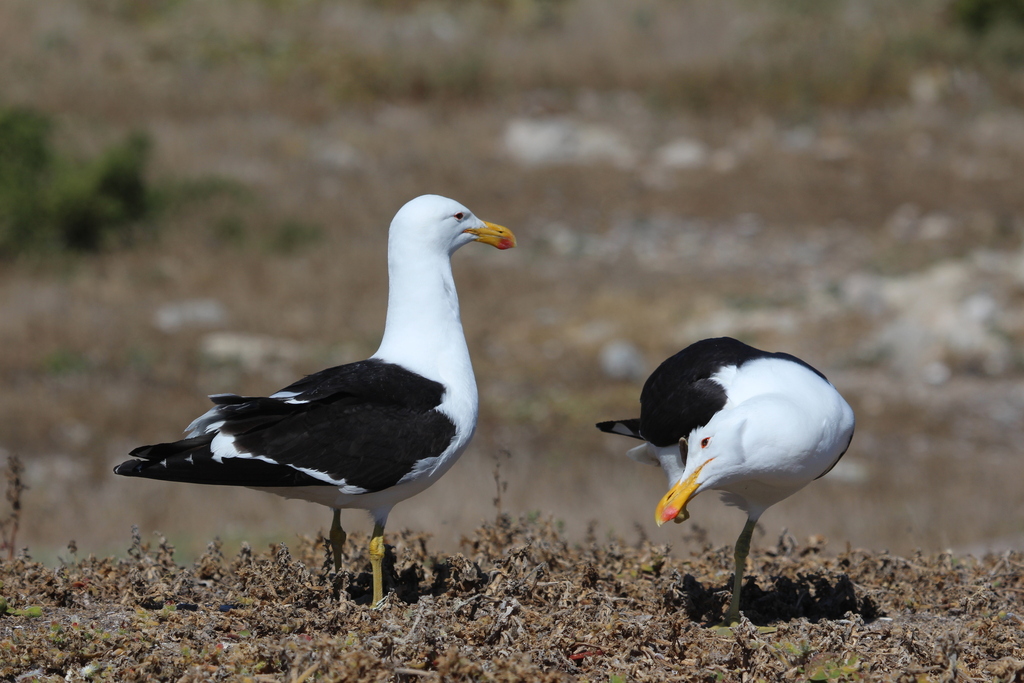 Cape Gull from Lambert's Bay, 8130, South Africa on November 9, 2016 at ...