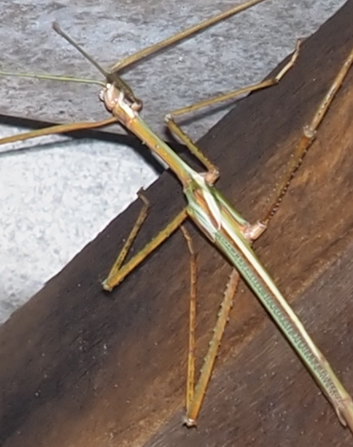 Darwin Stick Insect from Mount Surprise QLD 4871, Australia on March 12 ...
