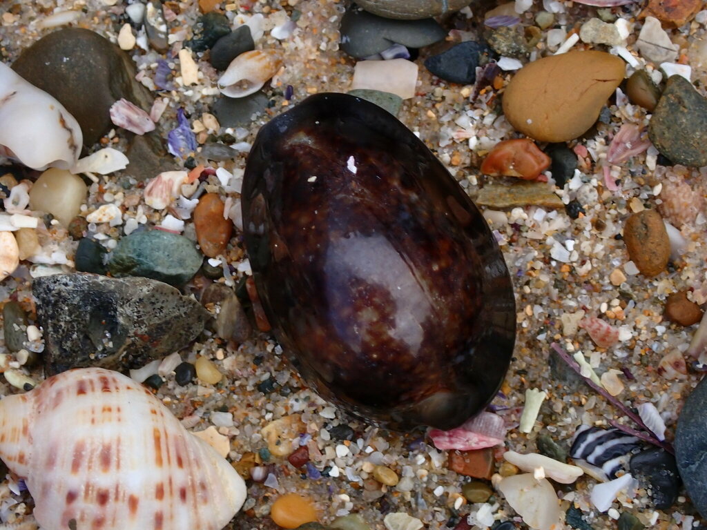 Snakehead Cowrie from Arrawarra NSW 2456, Australia on March 13, 2024 ...