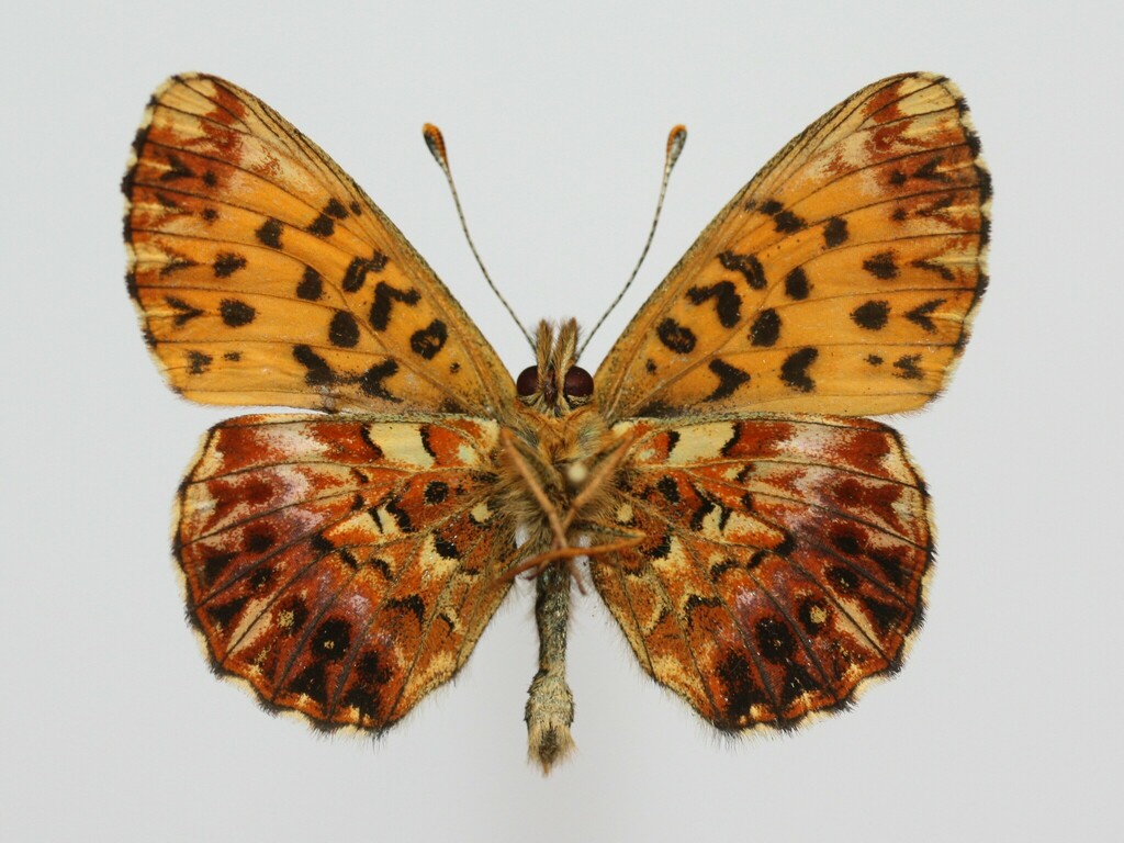 Titania's Fritillary in July 2017 by lymantriman · iNaturalist