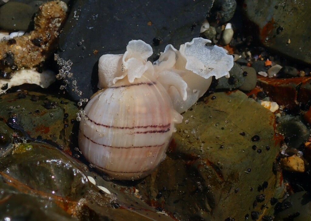 Pink Bubble Snail from Woolgoolga NSW 2456, Australia on March 13, 2024 ...