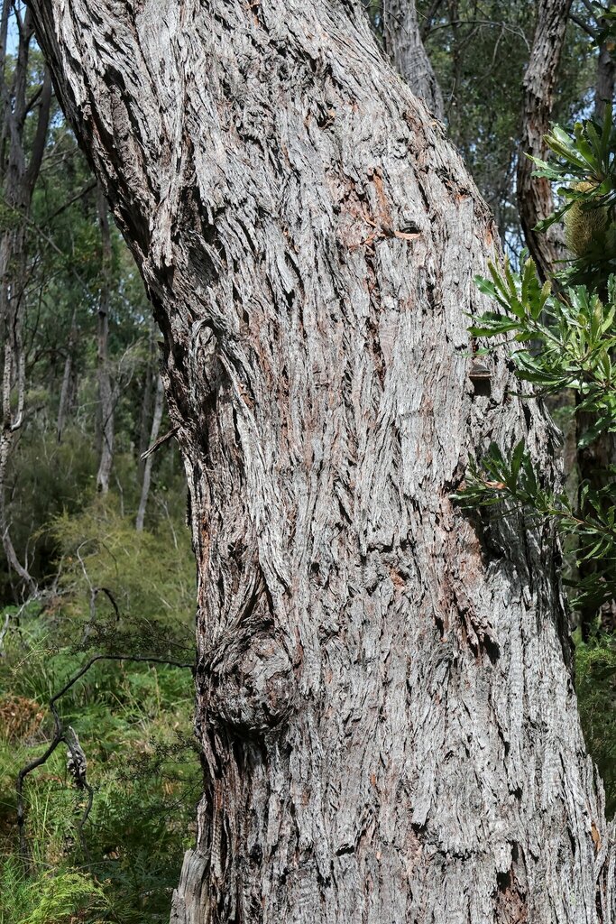 Mealy Stringybark from Fernbank VIC 3864, Australia on February 29 ...