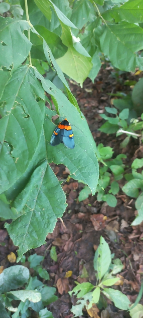 African Peach Moth from Balaka, Malawi on March 6, 2024 at 12:51 PM by ...