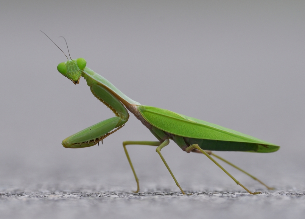 Golden-armed Mantis from Off Aup, Sibu, Sarawak, Malaysia on March 12, 2024 at 10:37 AM by Dixon ...