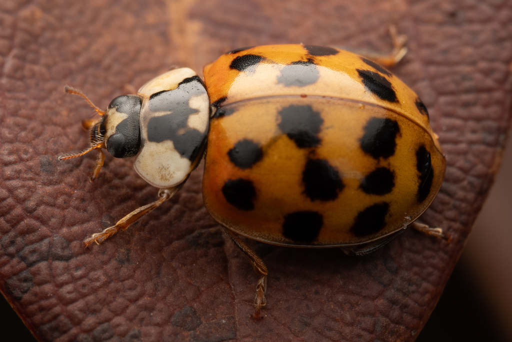 Asian Lady Beetle in March 2024 by Alan Yoshioka · iNaturalist