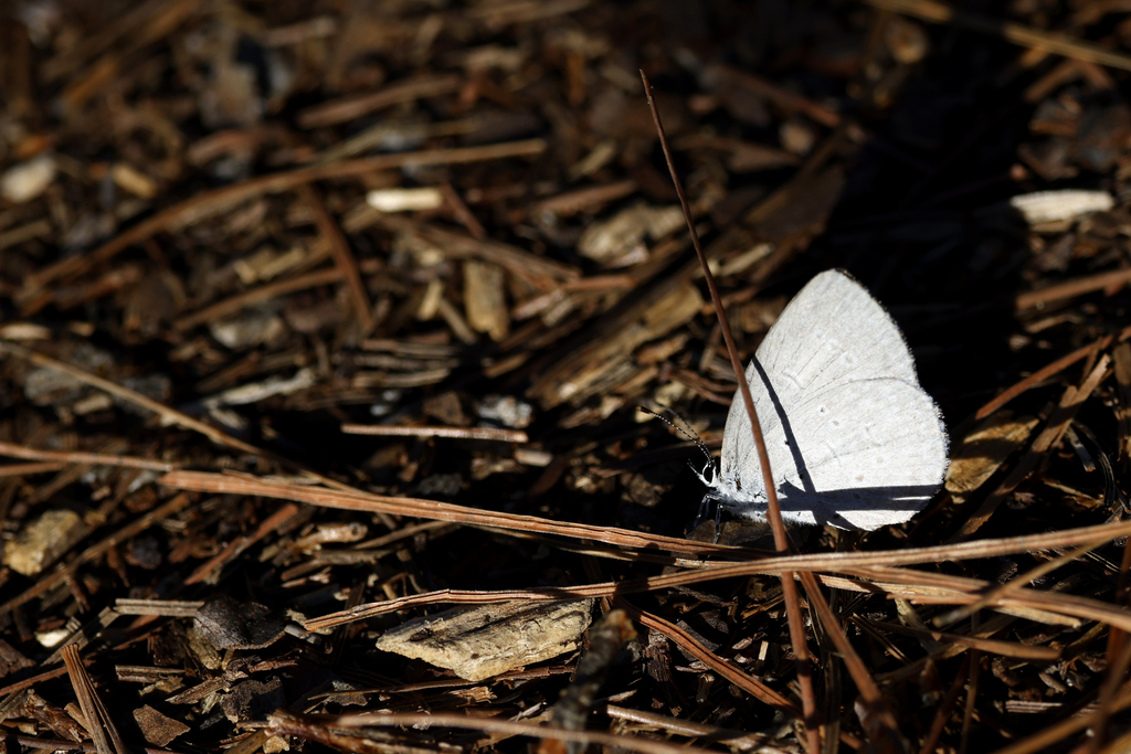 Hedge Cupid from Pong Nam Ron, Fang District, Chiang Mai, Thailand on ...