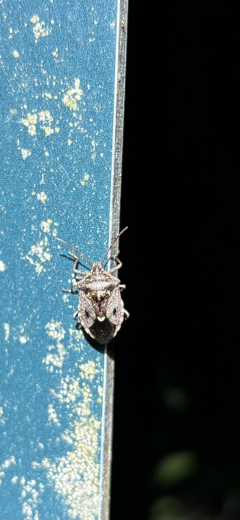 Brown soldier bug from Te Ika-a-Māui/North Island, Wellington ...