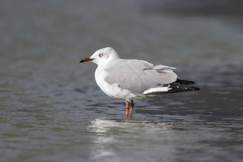 Grey-hooded Gull from Grassy Park, Cape Town, 7941, Южная Африка on ...