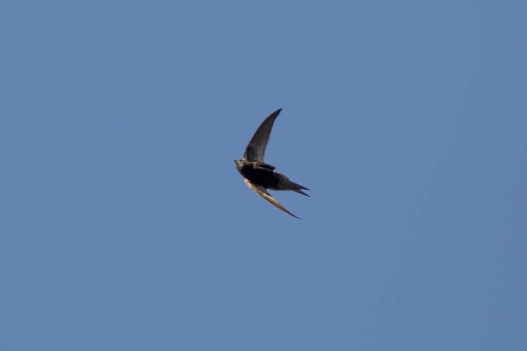 African Swift from Тейбл Маунтин, Кейптаун, Южная Африка on February 16 ...
