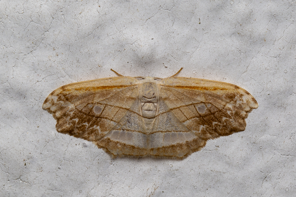 Leucoblepsis excisa from MCM Nature Discovery Villa (Stephen's Place ...