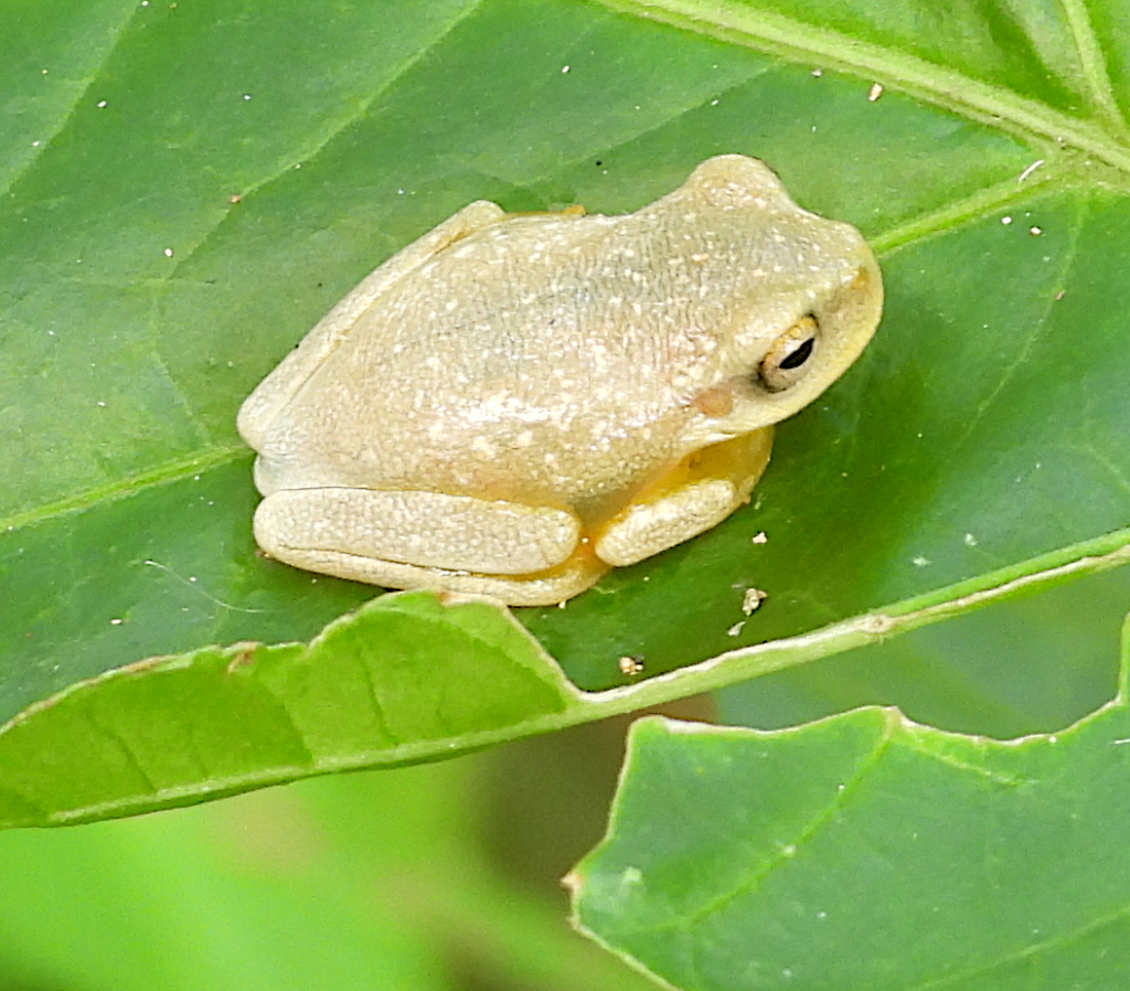 Dainty Green Tree Frog from Milne Hill Reserve, Chermside West QLD 4032 ...