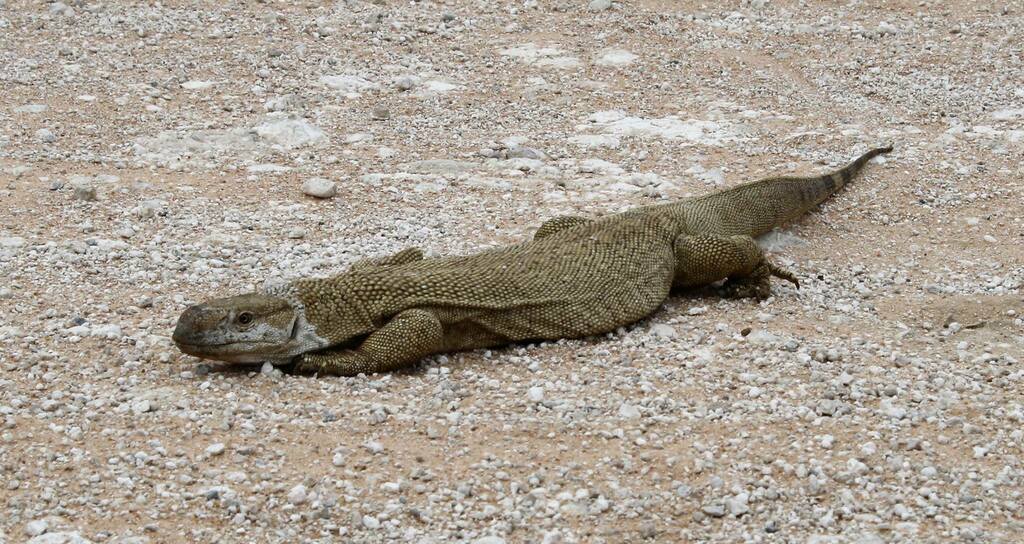 Angolan White-throated Monitor from Oshikoto, Namibia on January 2 ...