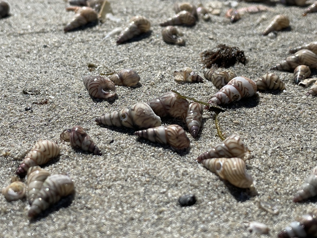 Banded Kelp Shell from Southwest National Park, Southwest, TAS, AU on ...