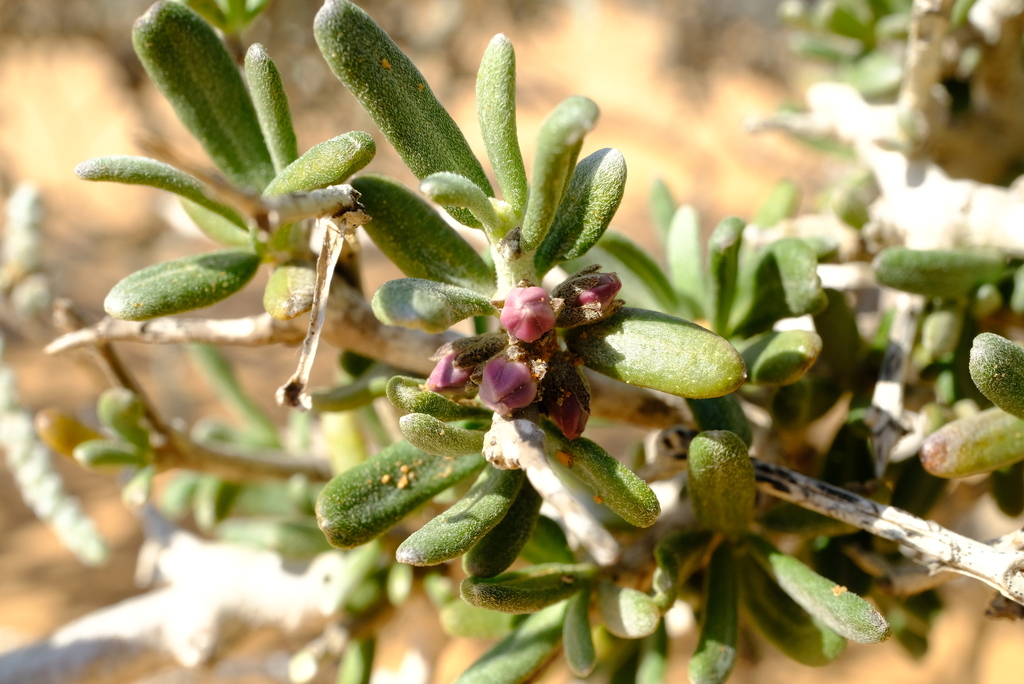 Rhyssolobium dumosum in August 2023 by Nick Helme · iNaturalist