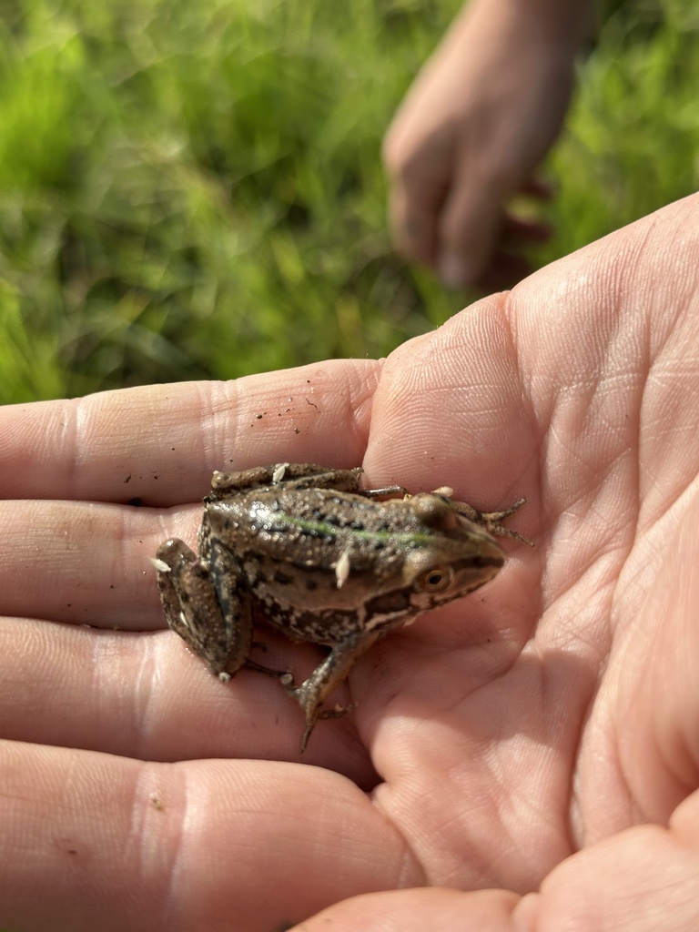 Striped Burrowing Frog from Wyseby Rd, Rewan, QLD, AU on March 12, 2024 ...