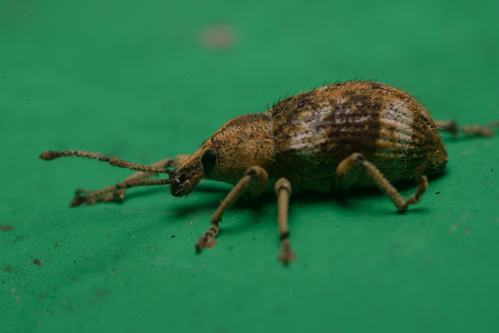 Phytoscaphus triangularis from Tai Lam, Hong Kong on December 24, 2023 ...