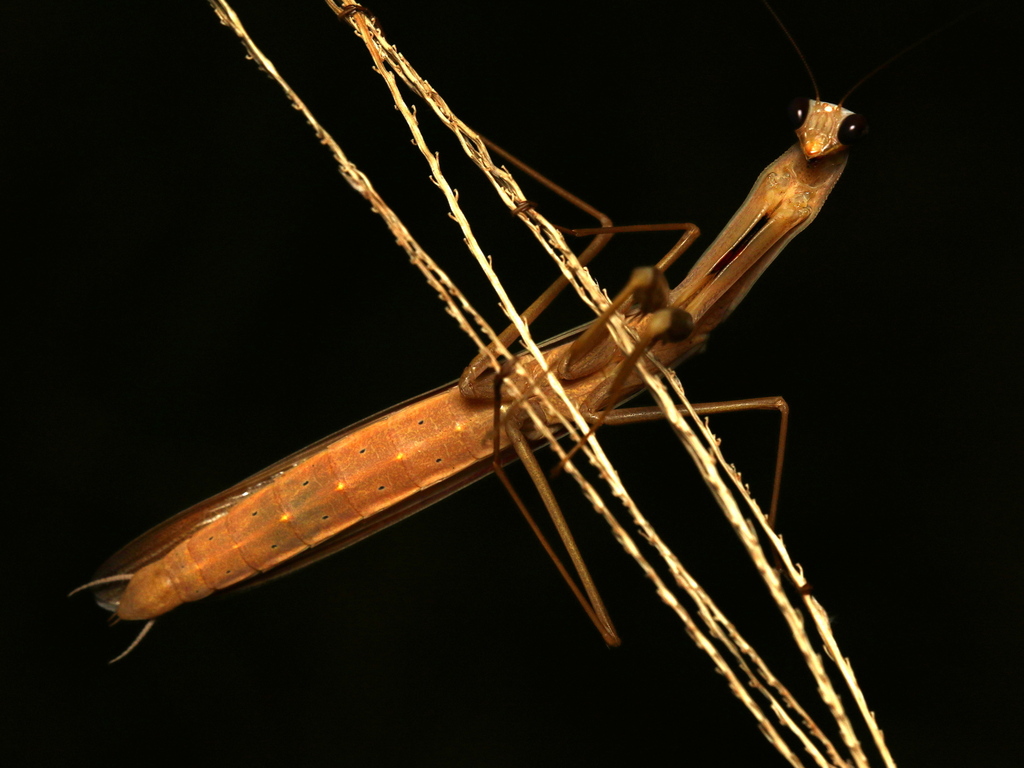 Paramantis sacra from uMgungundlovu District Municipality, South Africa ...