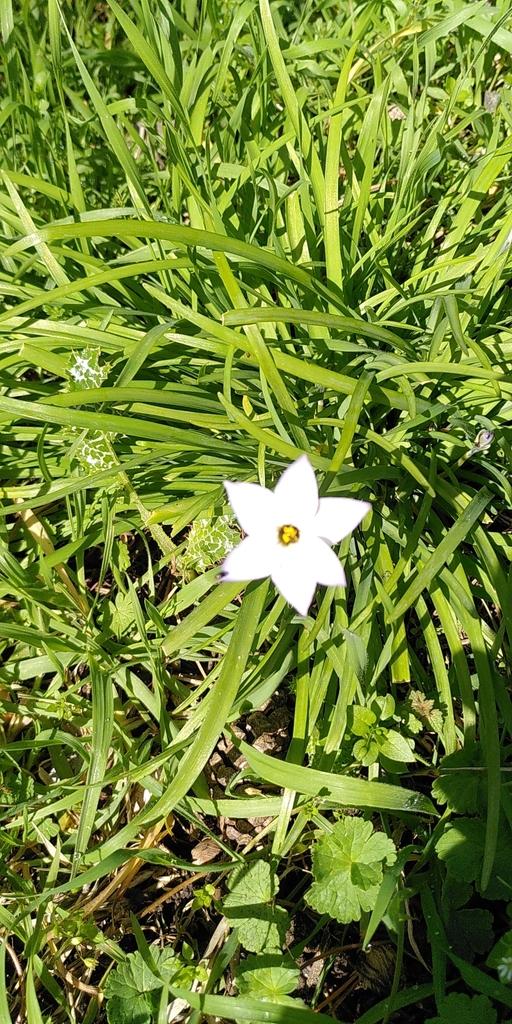Spring starflower from 01600 Reyrieux, France on March 13, 2024 at 12: ...