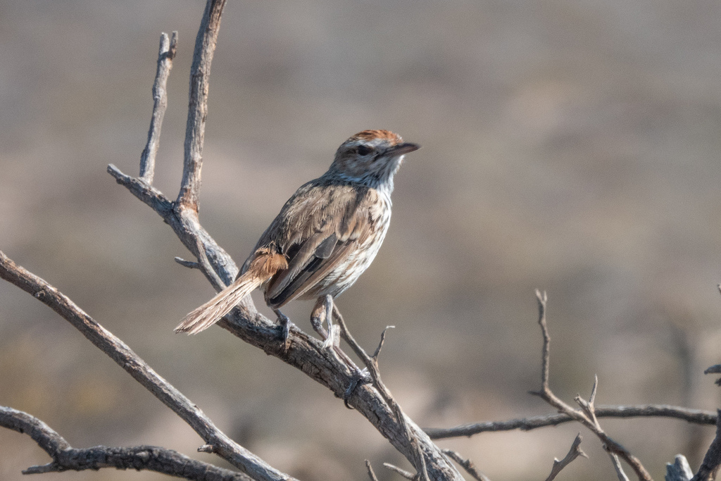 Western Fieldwren from Kalbarri National Park WA 6536, Australia on ...
