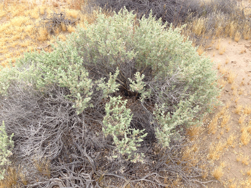 Shadscale (Plants of Highline Lake State Park) · iNaturalist