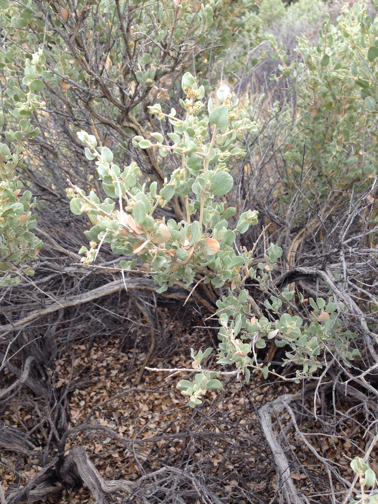 Shadscale (Plants of Highline Lake State Park) · iNaturalist