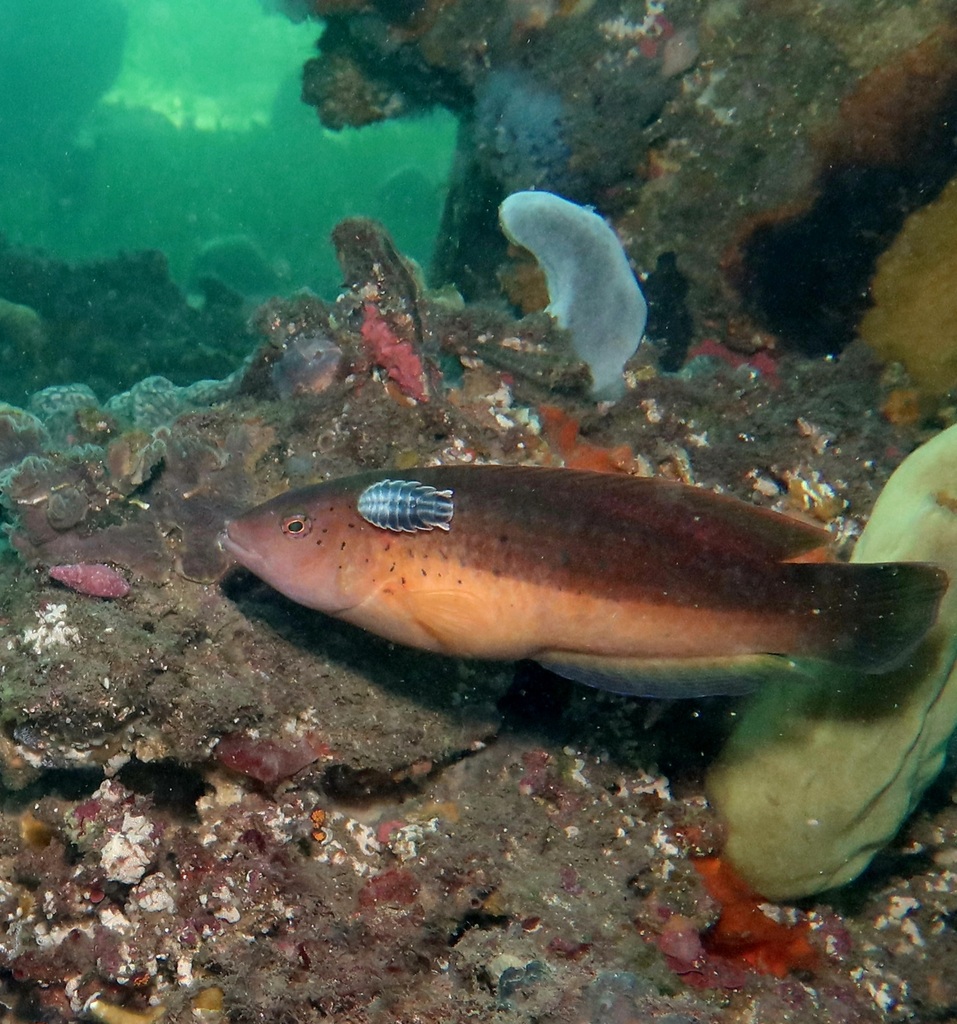 Creniola laticauda from Edithburgh Jetty on March 9, 2024 at 11:46 AM ...