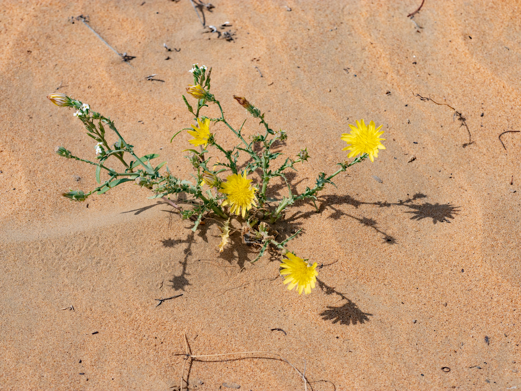 Launaea mucronata (Flora of the Arabian Peninsula ) · BioDiversity4All