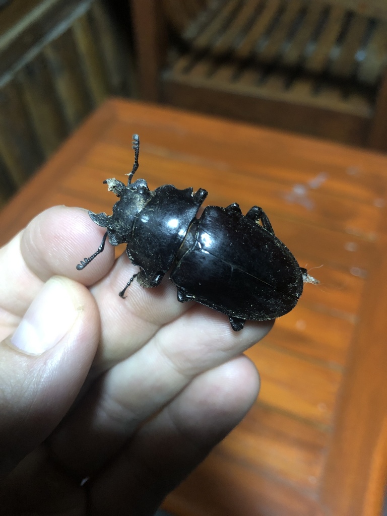 Lucaninae from Khaolak-Lamru National Park, Takua Pa, Phang Nga, TH on ...
