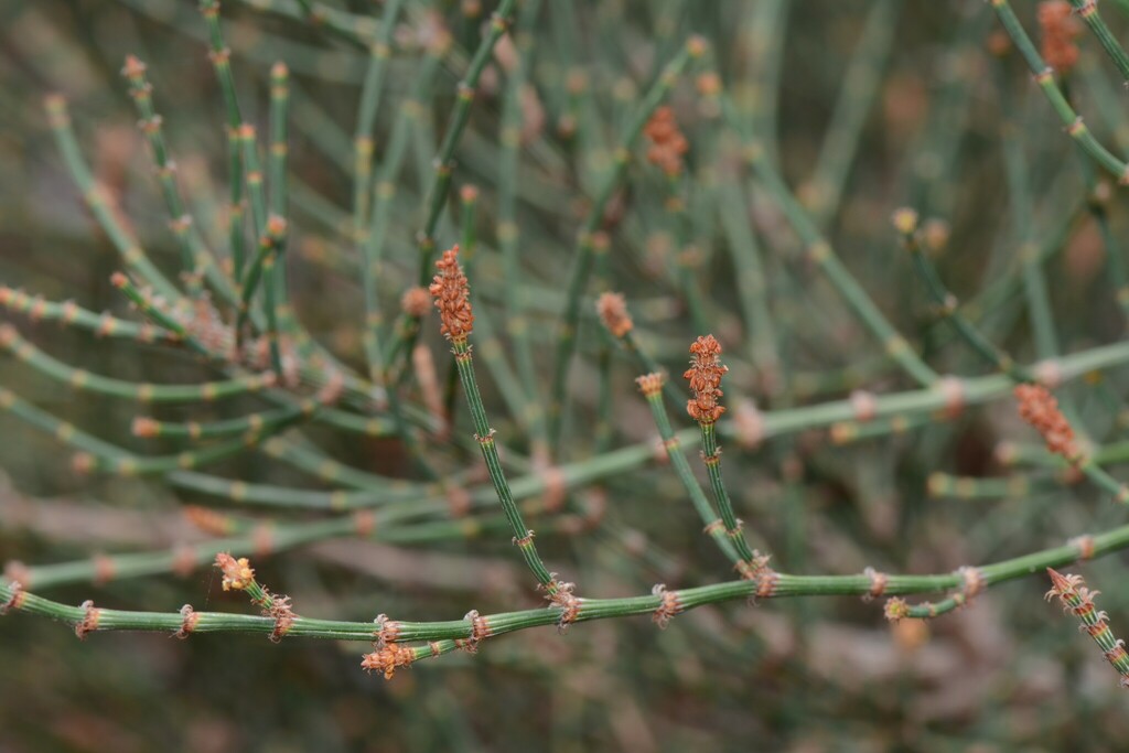 dwarf sheoak from Wilsons Promontory VIC 3960, Australia on March 12 ...