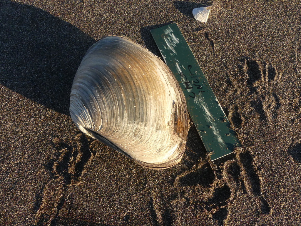 Arctic Surfclam from Côte-Nord, QC, Canada on 22 December, 2023 at 03: ...