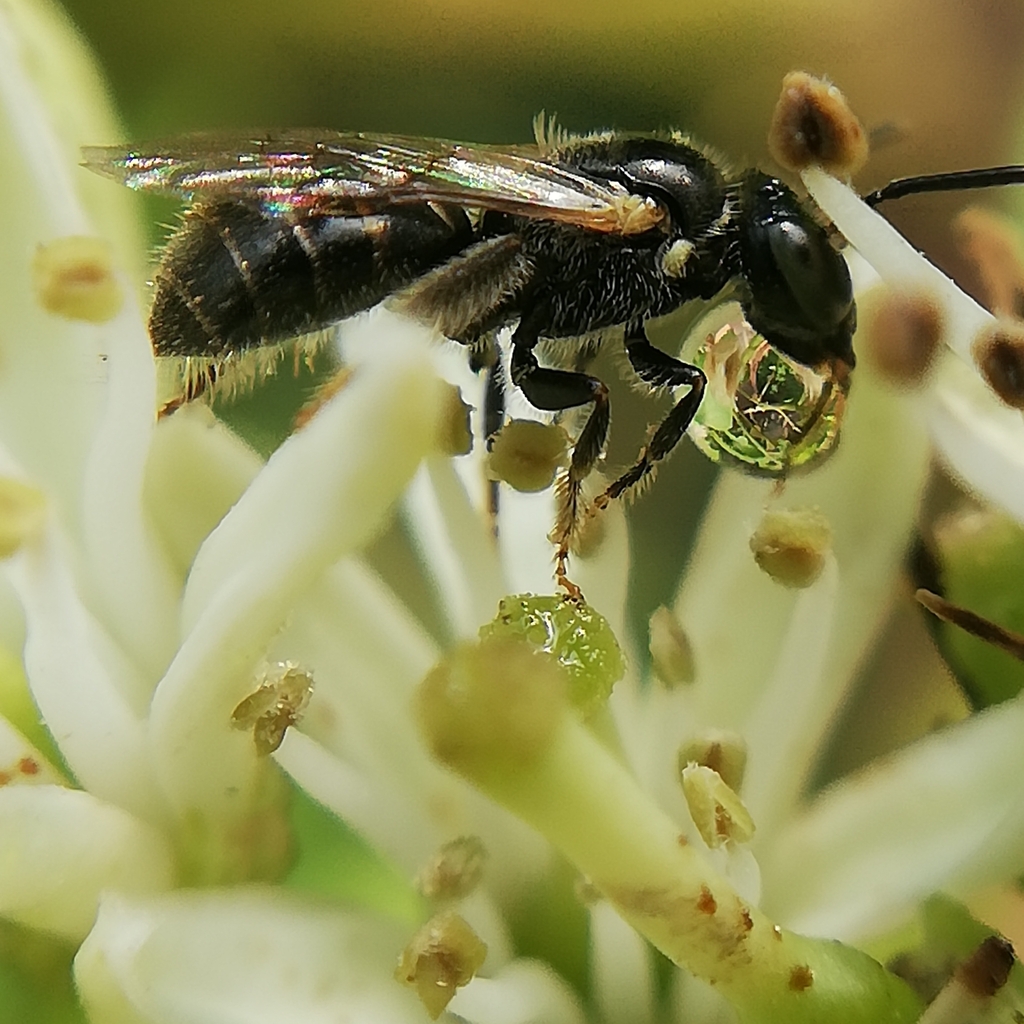 Black Reed Bees from Taltola, Dhaka, Bangladesh on March 13, 2024 by ...