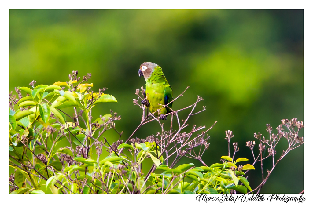 Dusky-headed Parakeet in April 2022 by MarcosHalemFelix · iNaturalist