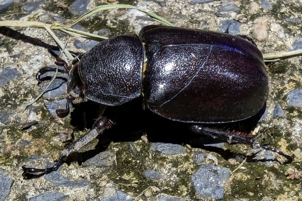 Australian Rhinoceros Beetle from Cania QLD 4630, Australia on March 13 ...