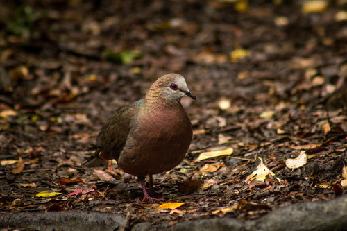 Southern Lemon Dove (Subspecies Aplopelia larvata larvata) · iNaturalist