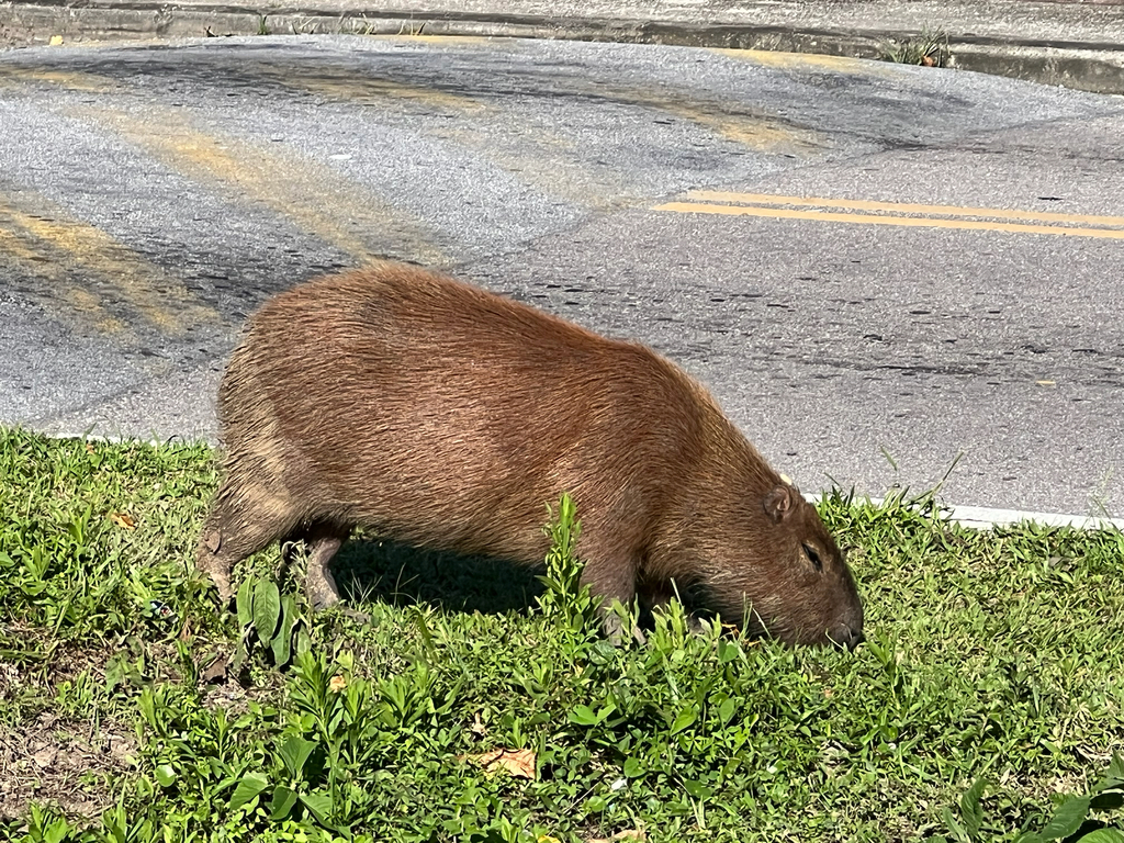 Capybara from Florianópolis on March 12, 2024 at 04:09 PM by ...