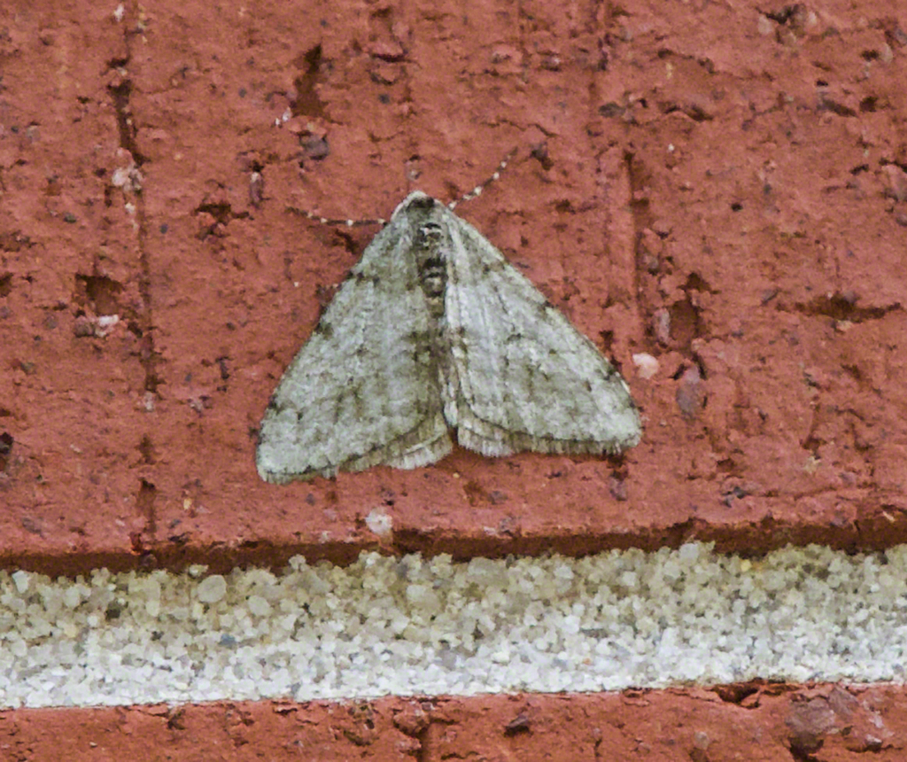 Small Phigalia Moth from Goochland County, VA, USA on March 13, 2024 at ...