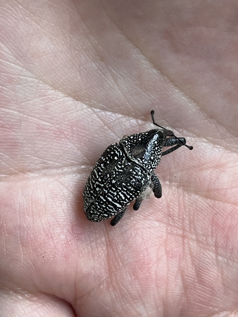 Cholus viduatus from Calle OET La Selva, Sarapiqui, Heredia, CR on ...