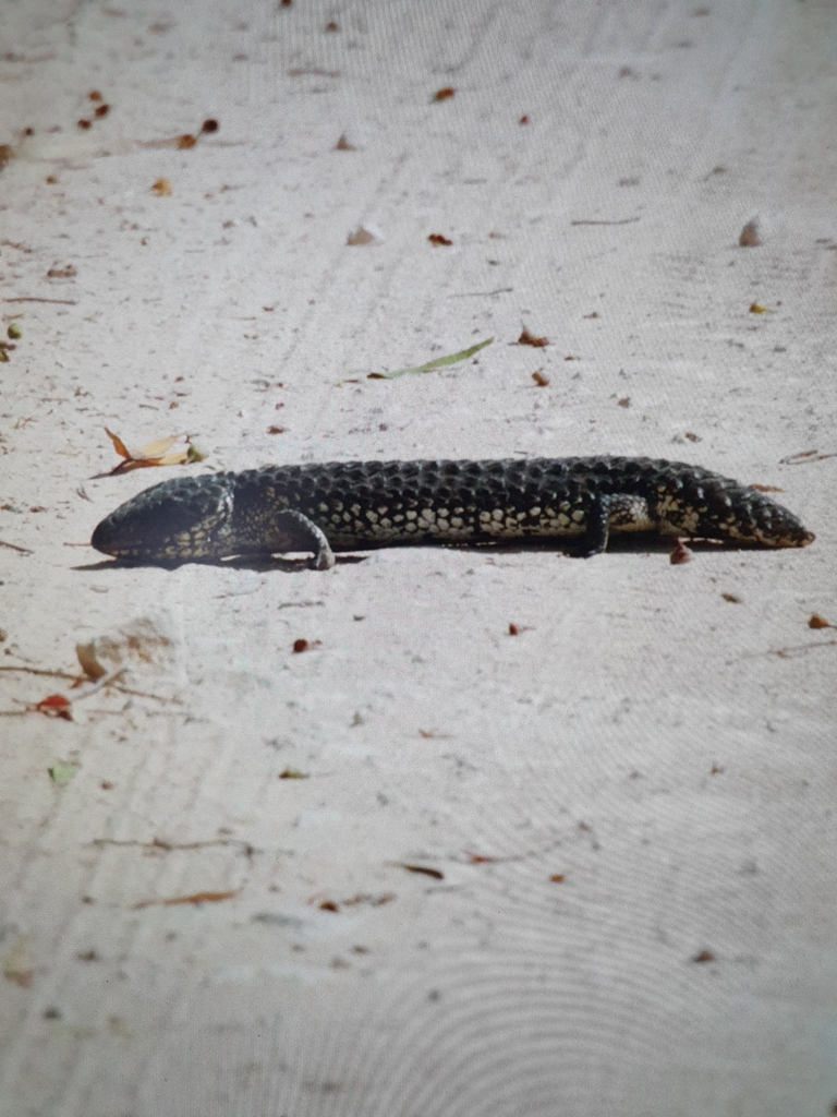 Shingleback Lizard from Coorong SA 5264, Australia on March 13, 2024 at ...