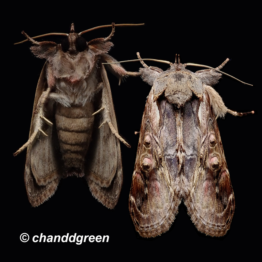 Triorbis annulata from Kam Ying Court Block C Kam Keung House, Kam Ying ...