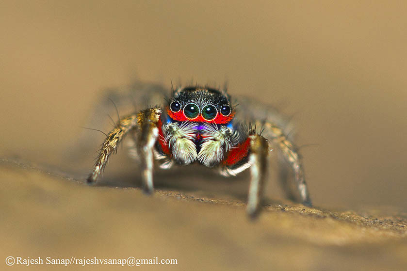 Lessert's Rainbow Spider from National center for biological science ...