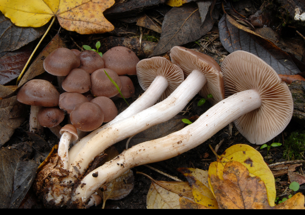 chestnut brittlestem from Casalecchio di Reno - Parco Talon (o della ...