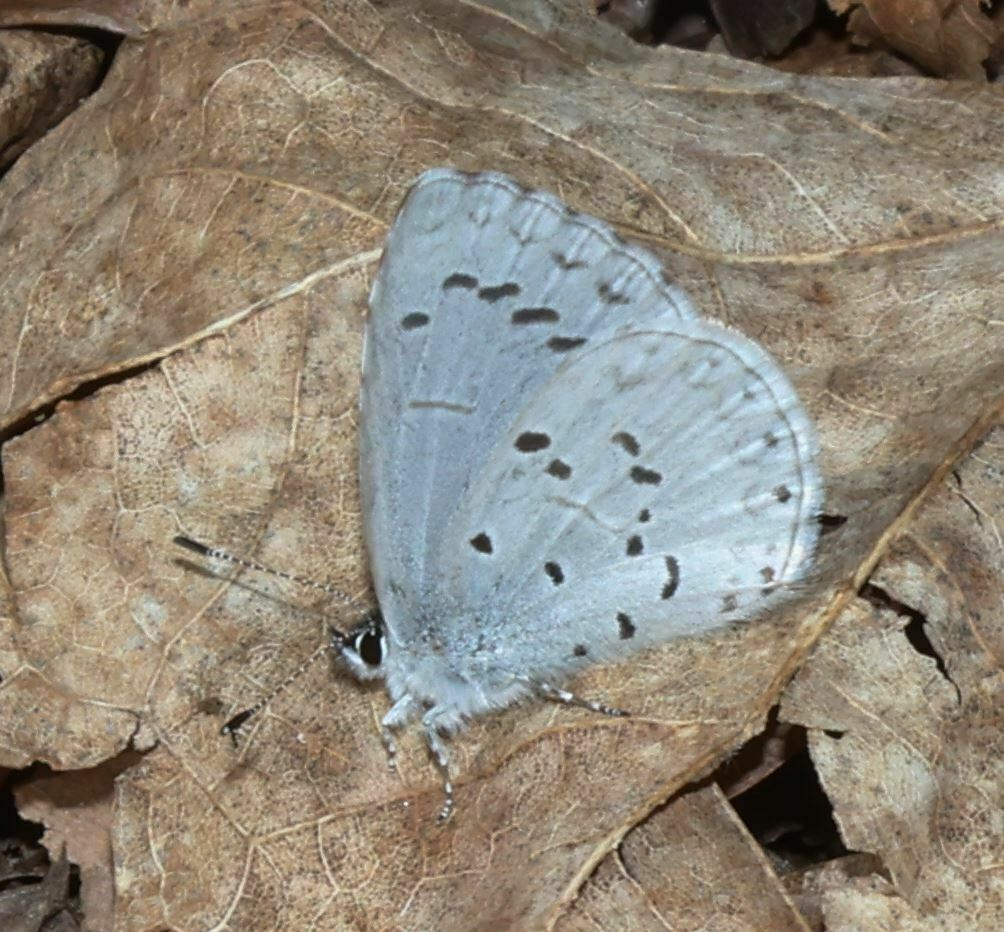 Holarctic Azures in March 2024 by lynath · iNaturalist