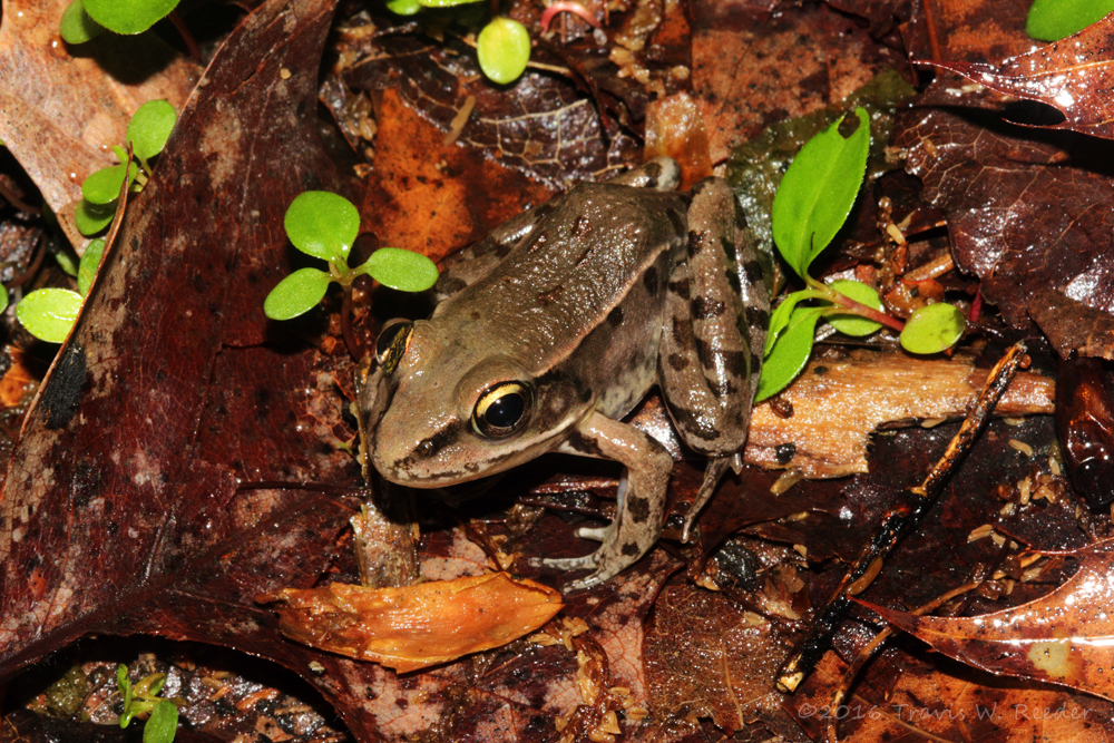 Southern Leopard Frog from Mingo Wildlife Refuge, MO on April 30, 2016 ...