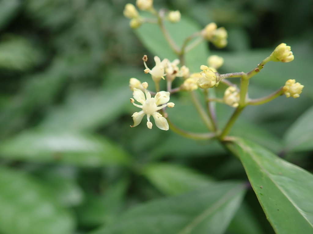 Chinese Hydrangea (Hydrangea chinensis) - Botanical Realm