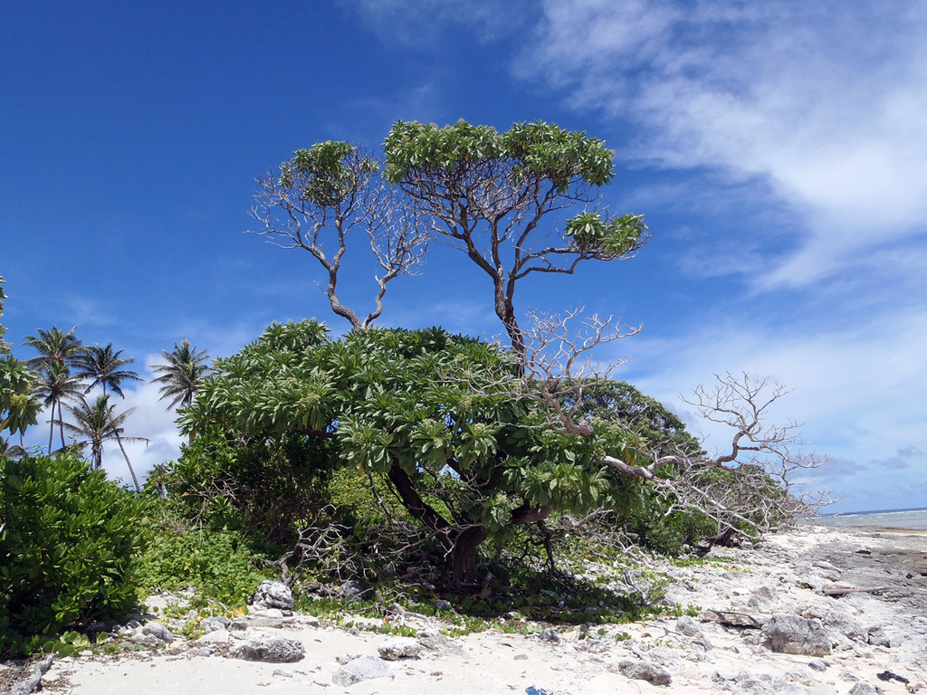 tree heliotrope from Kwajalein Atoll, RMI on September 29, 2016 at 11: ...