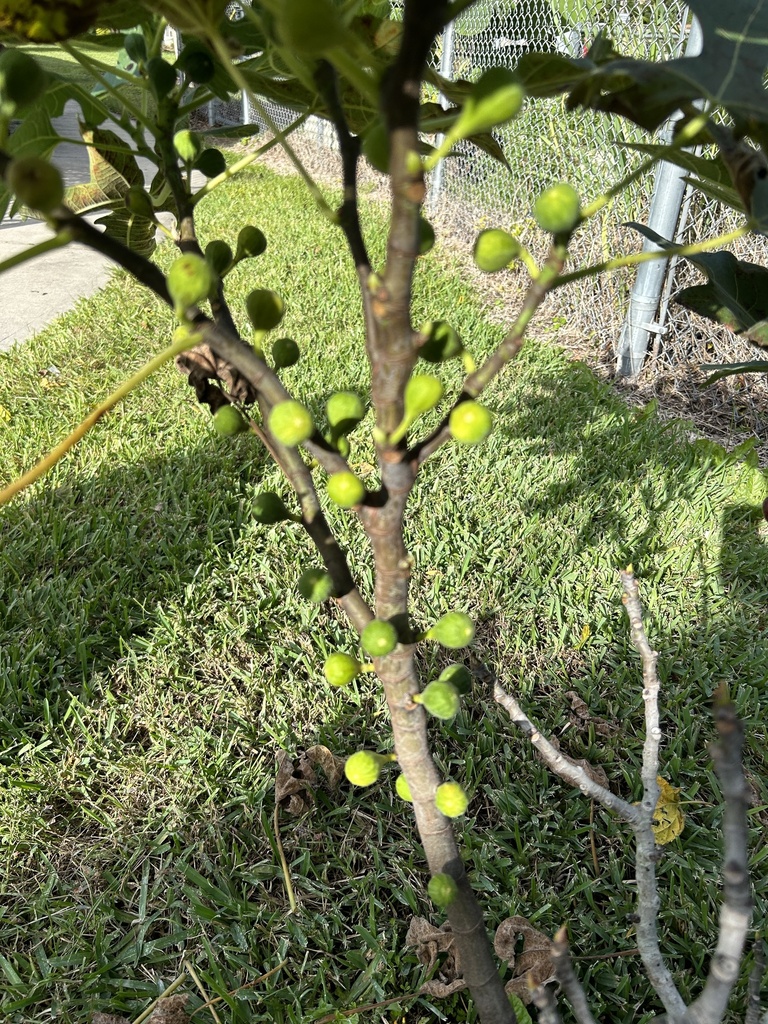 common fig from Colonial Town Neighborhood Center, Orlando, FL, US on ...