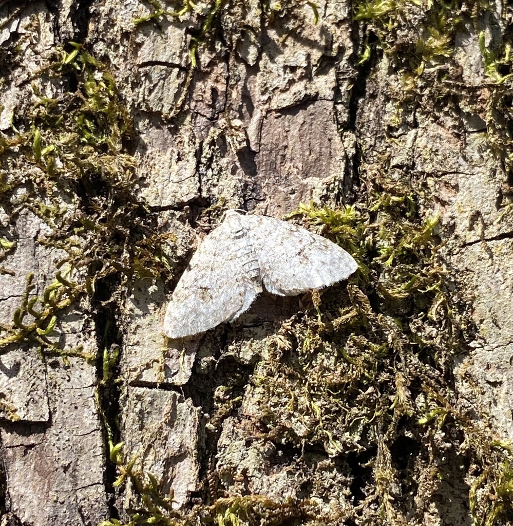 Brown-shaded Carpet Moth from Chewacla State Park Auburn Alabama USA on ...