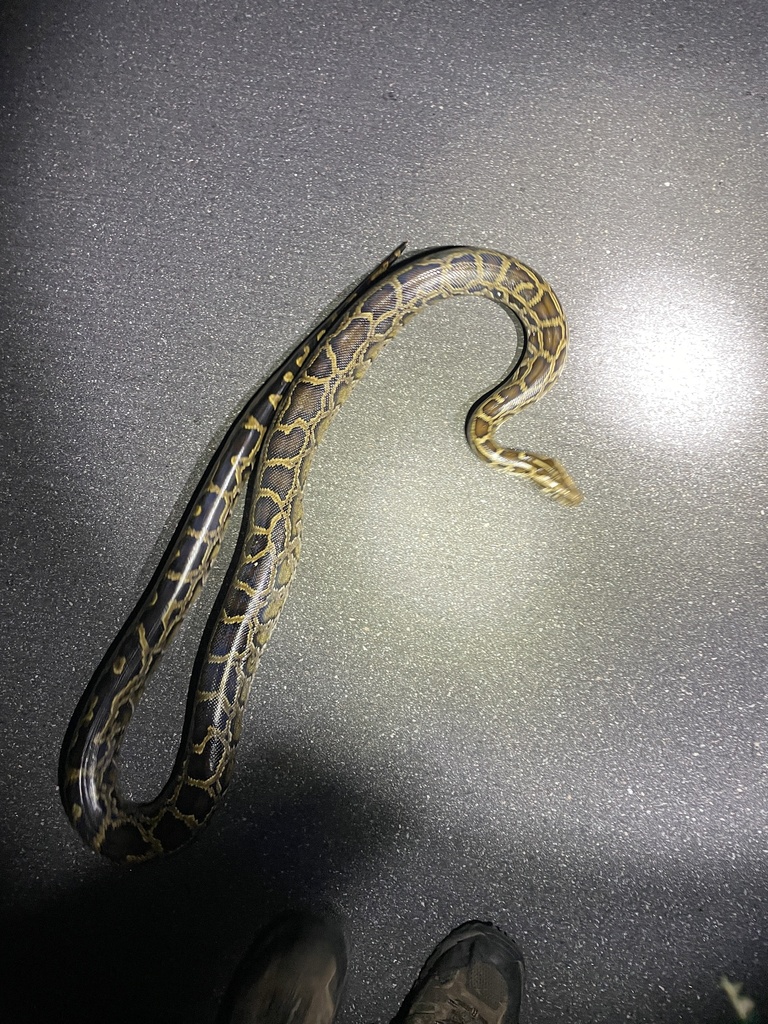 Burmese Python in March 2024 by Drew R. Davis, Ph.D. · iNaturalist